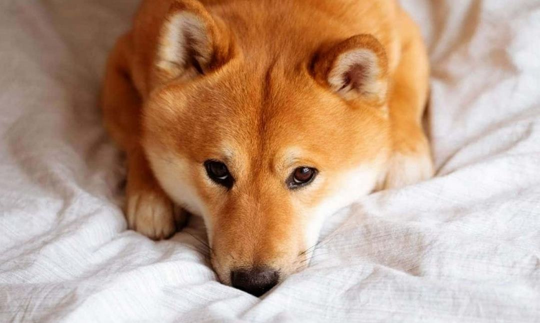Nguồn gốc chó Shiba Inu trong chiều dài lịch sử Nhật Bản